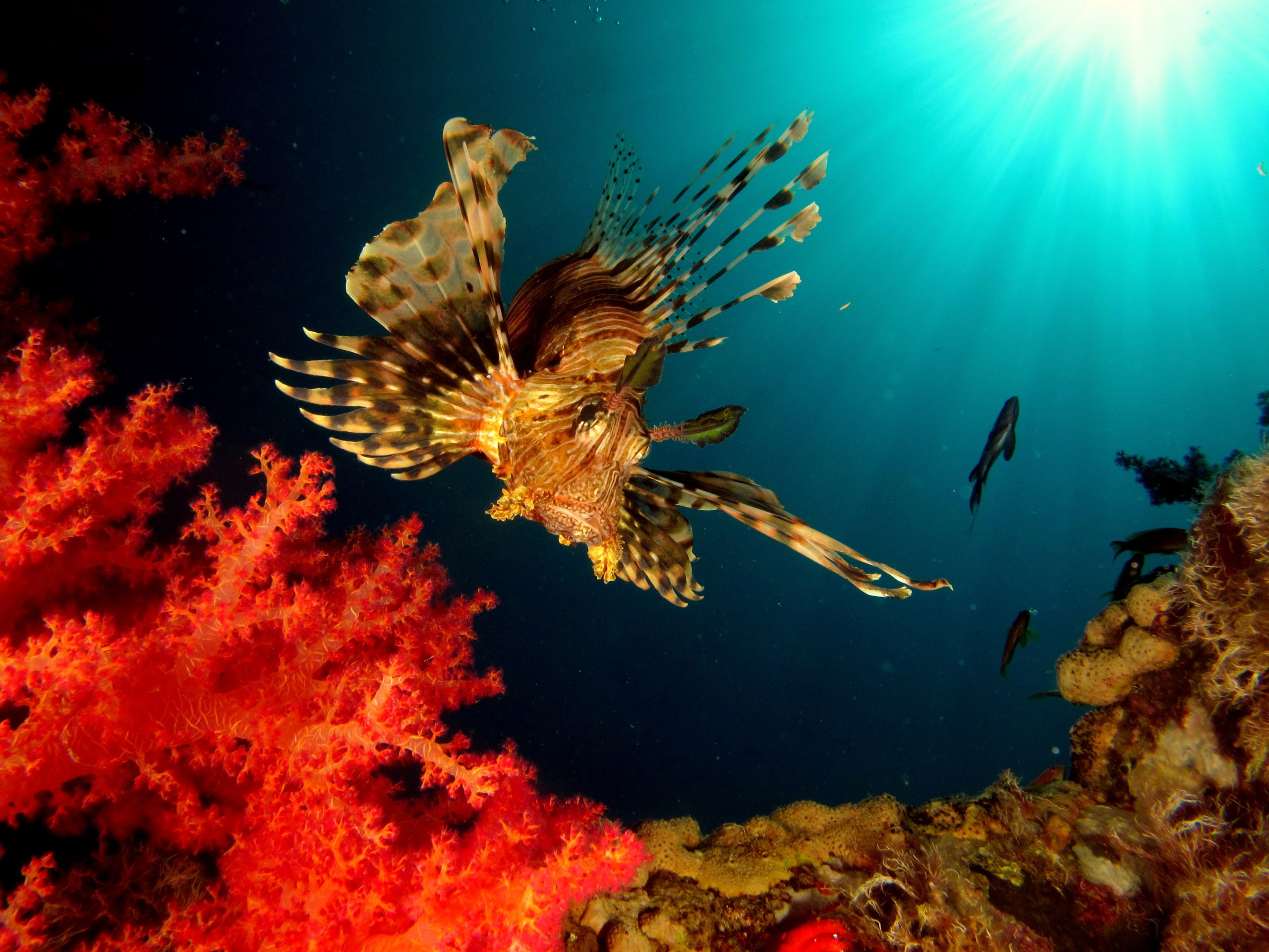 AQABA – Balqees Travel